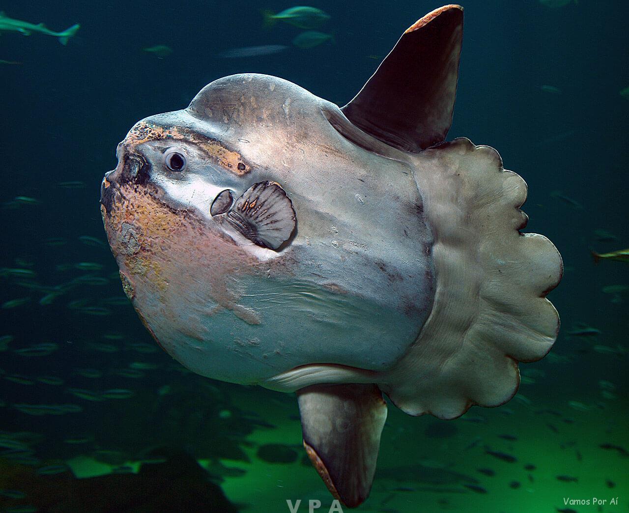 Oceanário de Lisboa: O melhor aquário do mundo